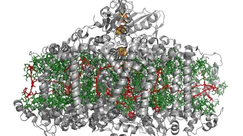 Scientists Have Developed a Living “Bio-Solar Cell” That Runs on ...
