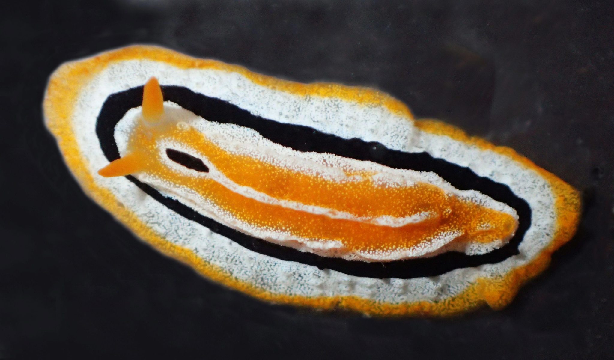 Scientists Discover Unusual New Species of Sea Slug That Looks Like an Egg