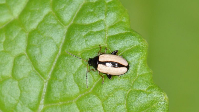 Scientists Just Discovered How Beetle ‘Weapons’ Grow