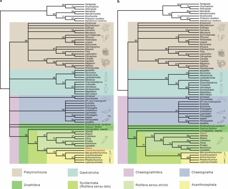 Mystery Solved? 160-Million-Year-Old Fossil Reveals Origins of Thorny ...