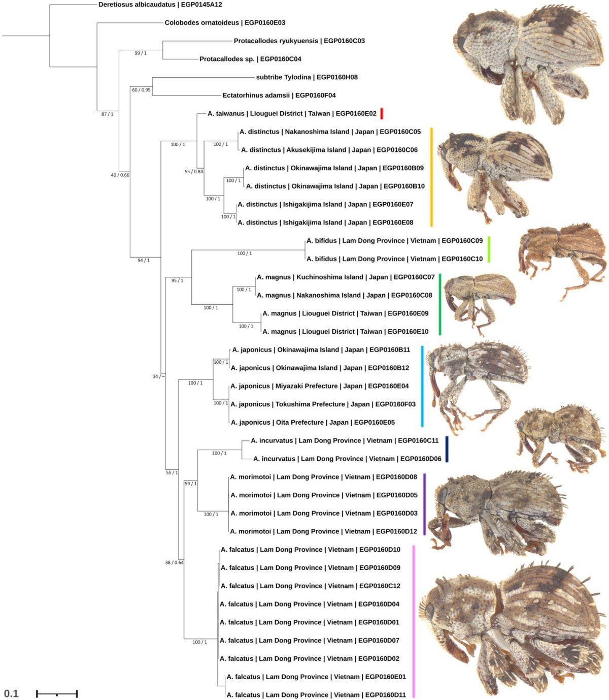 12 New Weevil Species Discovered Across Japan, Malaysia, Vietnam, and ...