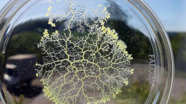 Brainless Slime Mold Physarum polycephalum Shows Intelligence
