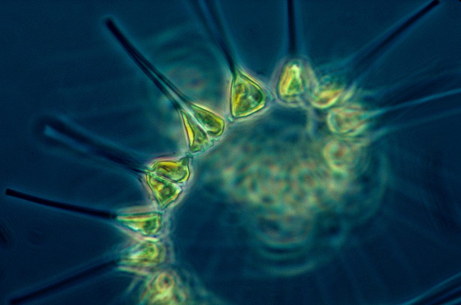 Ocean’s Hidden Heroes: How Deep-Sea Algae Are Thriving Amid Global Warming