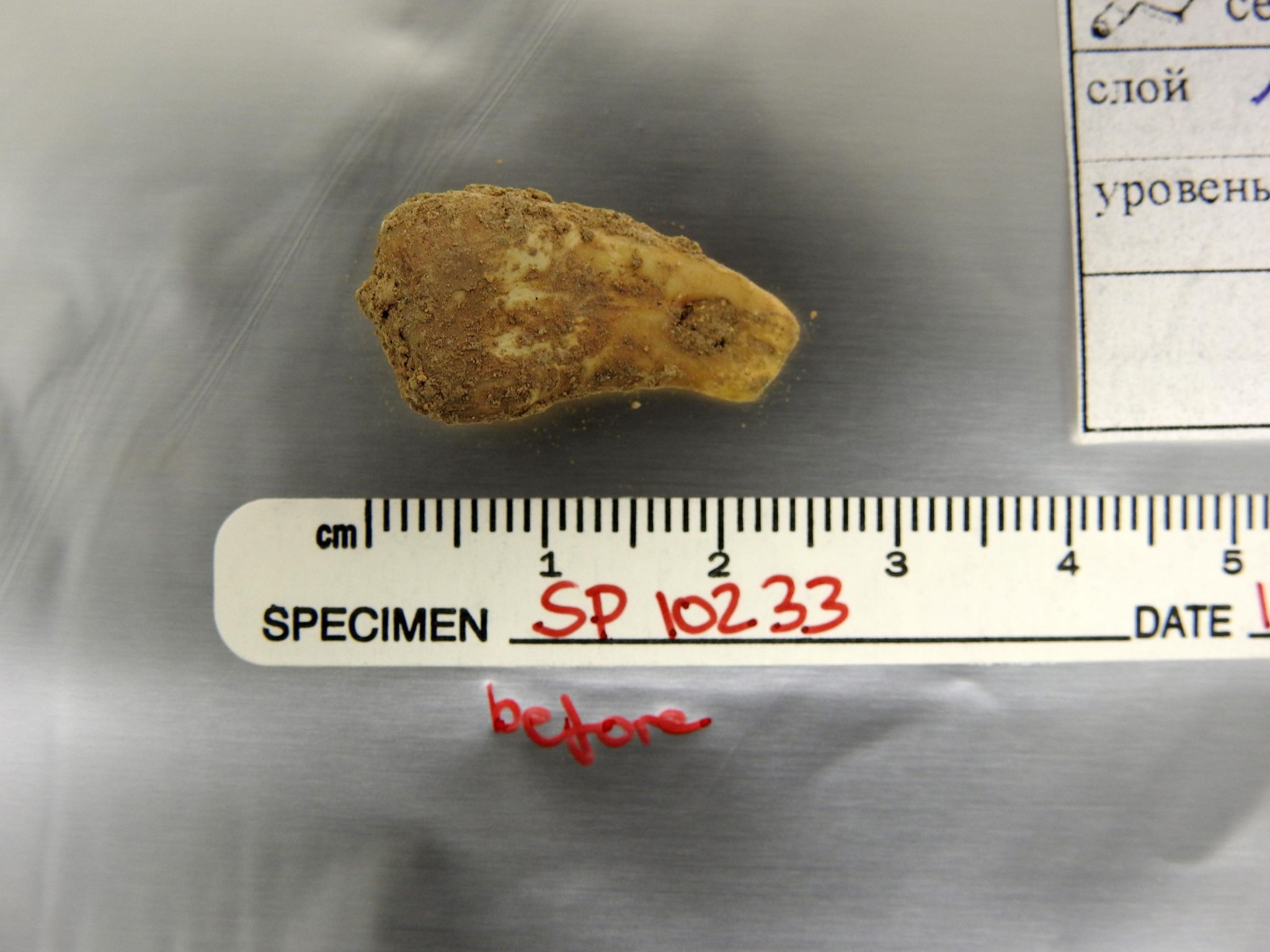Ancient Woman’s DNA Recovered From 20,000-Year-Old Deer Tooth Pendant