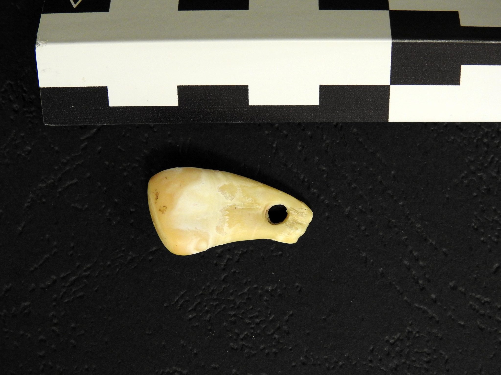 Ancient Woman’s DNA Recovered From 20,000-Year-Old Deer Tooth Pendant