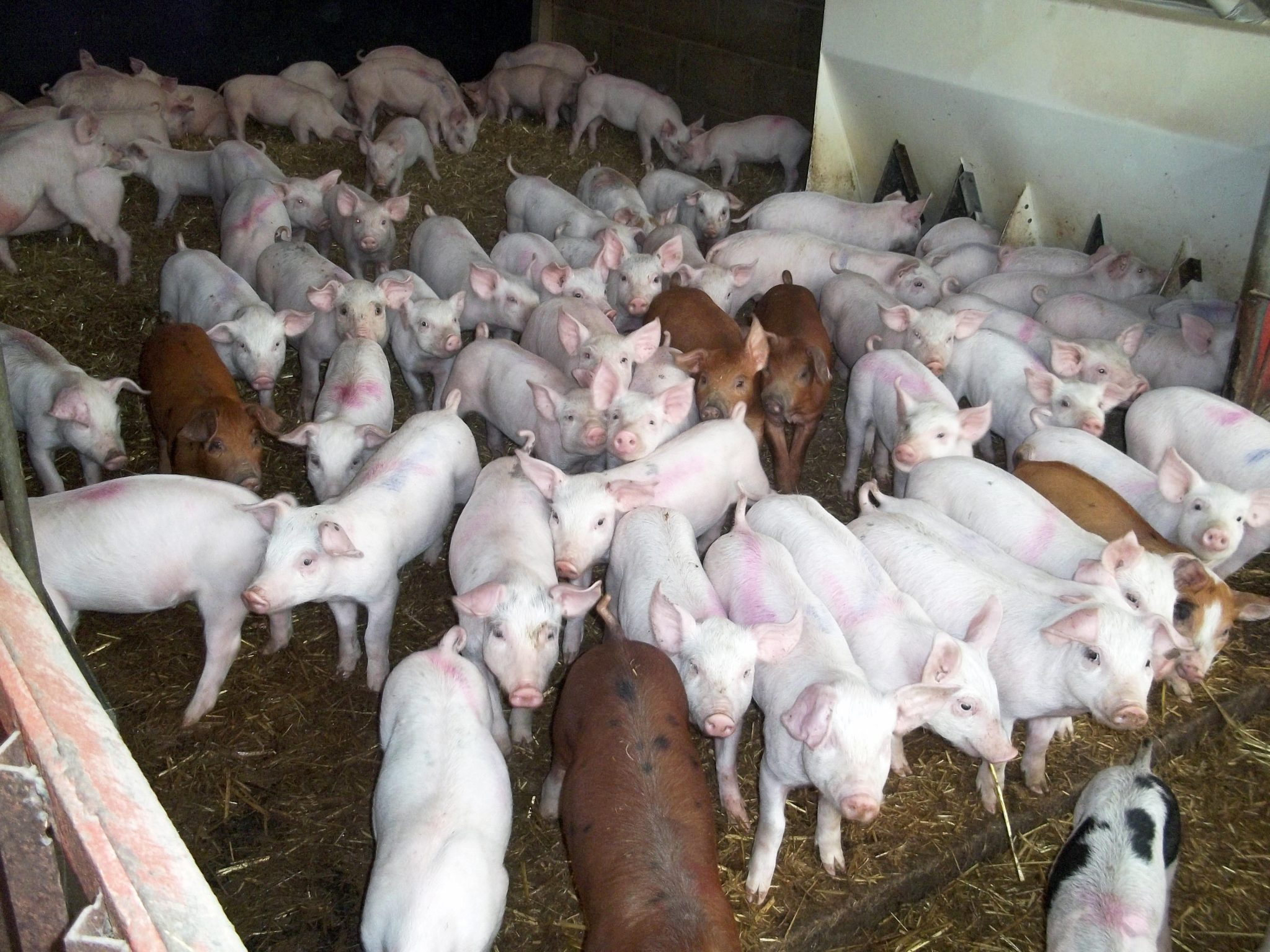 Highly Antibiotic-Resistant Superbug Strain Discovered To Be Able To ...