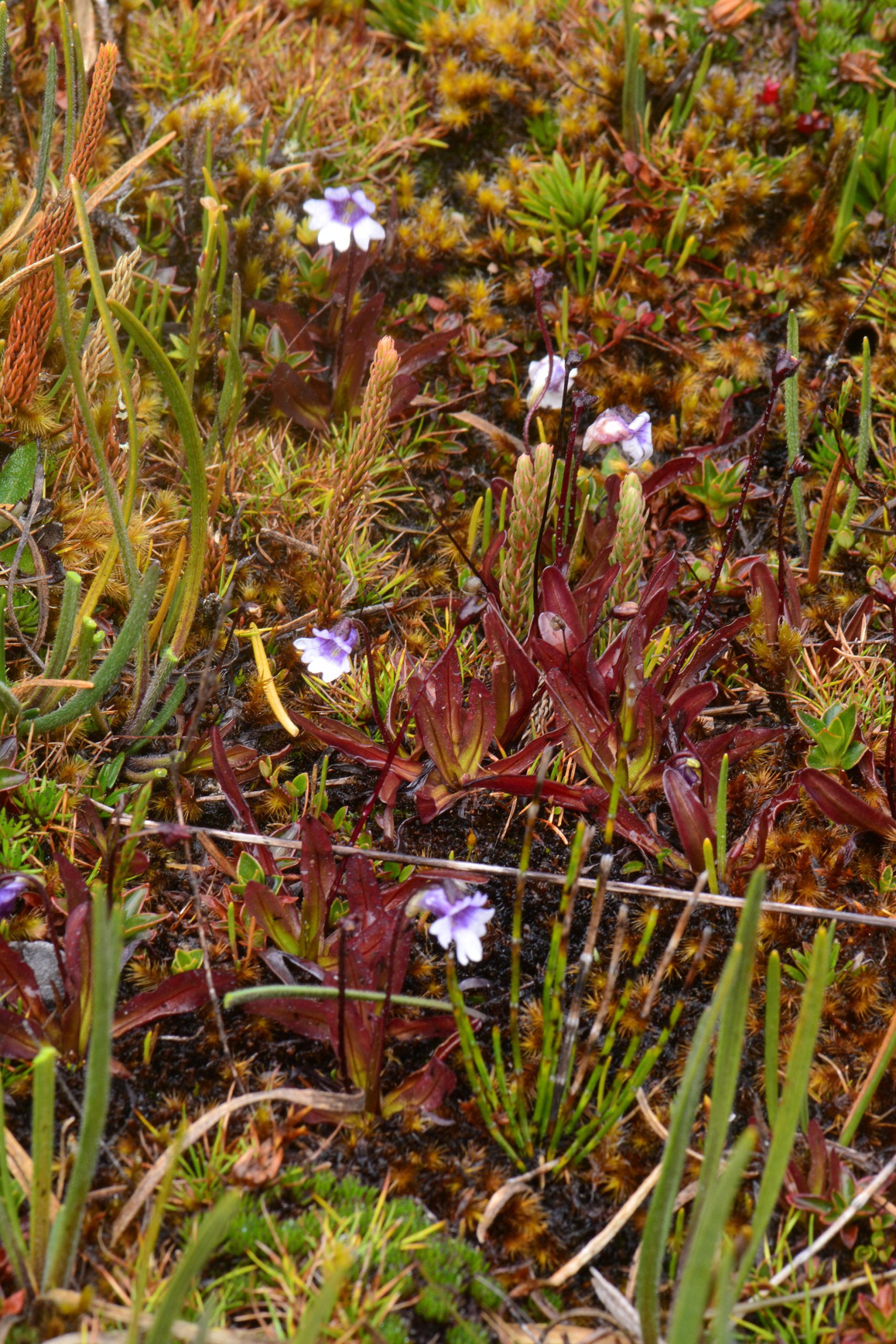 Scientists Discover Two Striking New Species of Carnivorous Plants