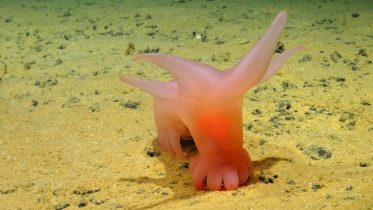 Mysterious Unknown Deep-Sea Creatures Discovered on Abyssal Expedition