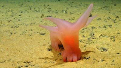 Mysterious Unknown Deep-Sea Creatures Discovered on Abyssal Expedition