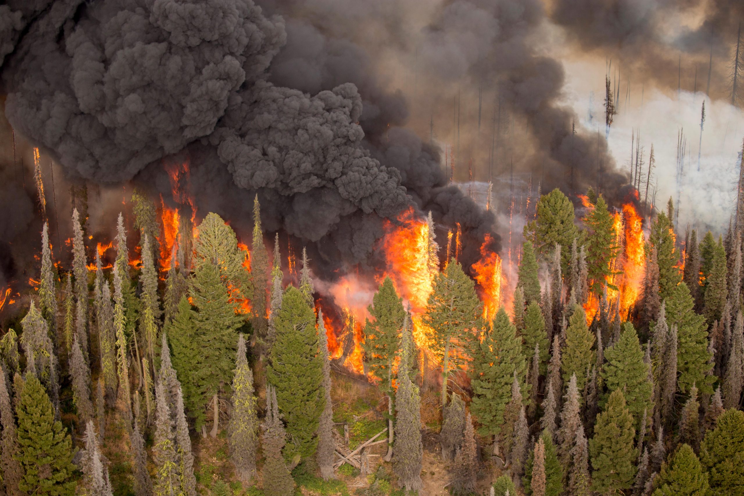 We’re Having Fewer Forest Fires – And That’s a Big Problem