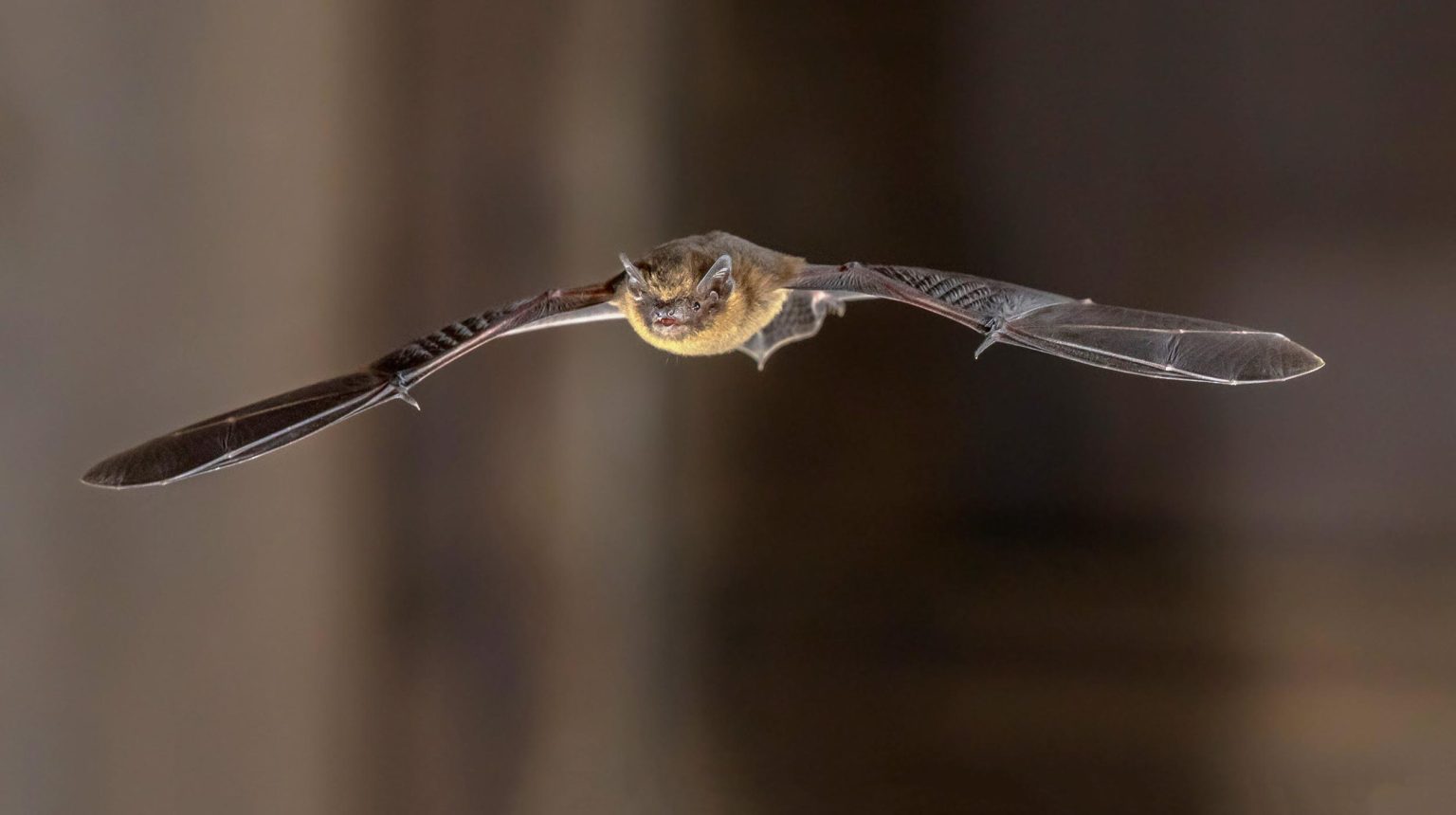 Bats Tune Frequency of Echolocation to Change Field Perception