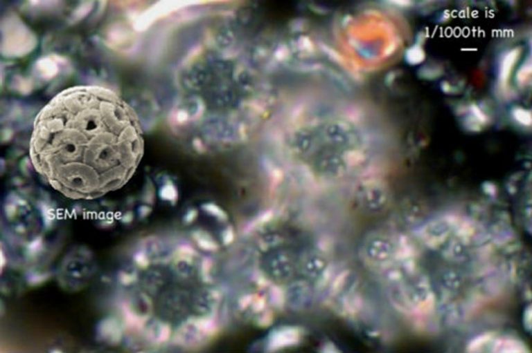 The Last Mass Extinction Event Occurred 66 Million Years Ago – Here’s ...