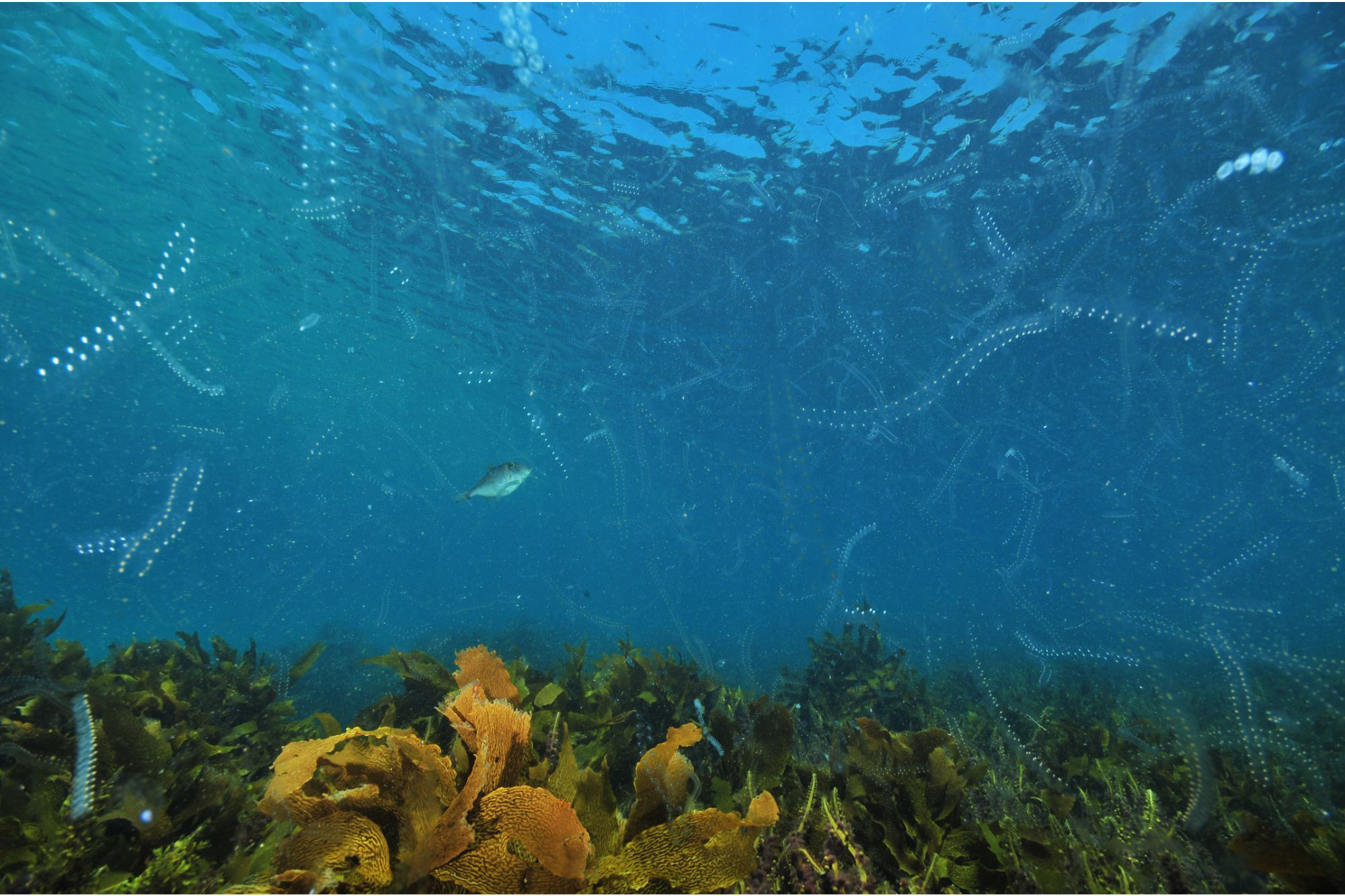 Ocean Ecosystem Collapse? Alarming Study Reveals Plankton Can’t Keep Up ...