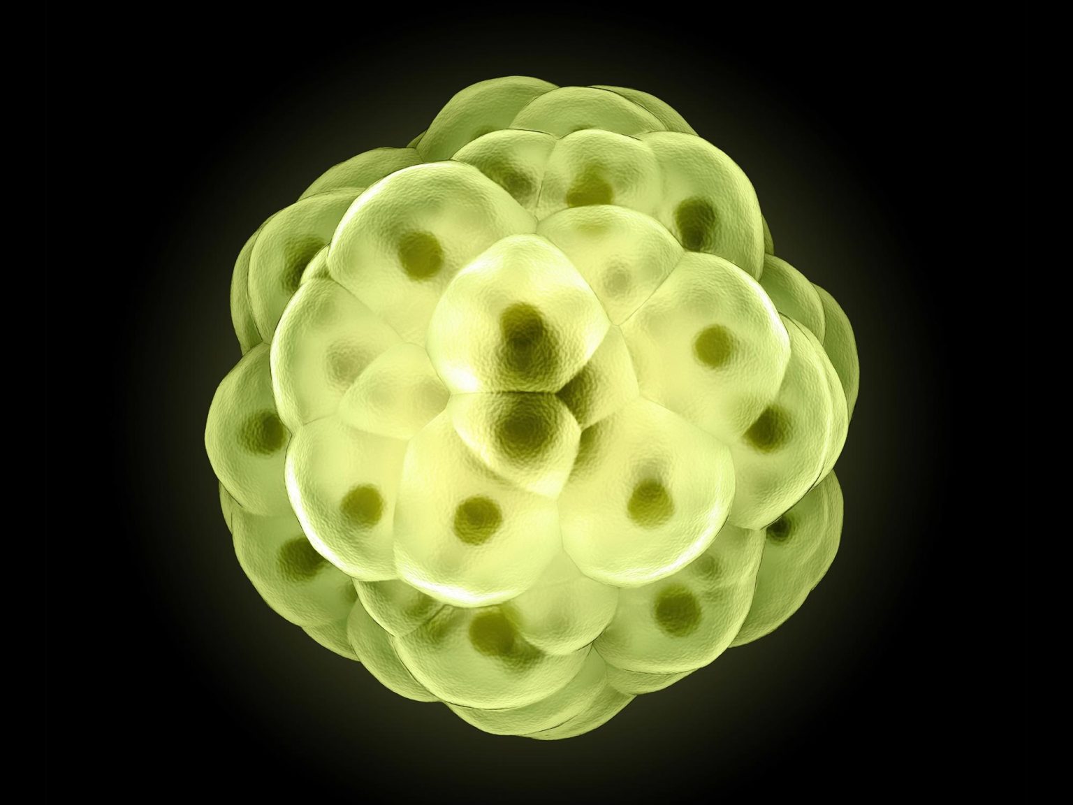 Scientists Answer a Fundamental Question in Biology: How Do Organisms ...