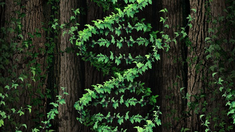 Grow and Eat Your Own Vaccines? Using Plants As mRNA Factories