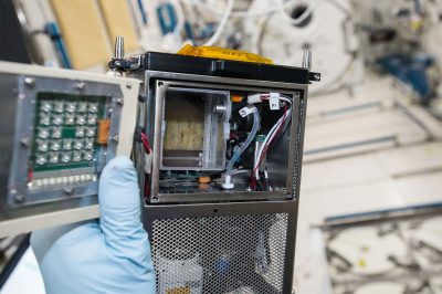 The Final Frontier of Science: Neurological Organoids and Space Farming