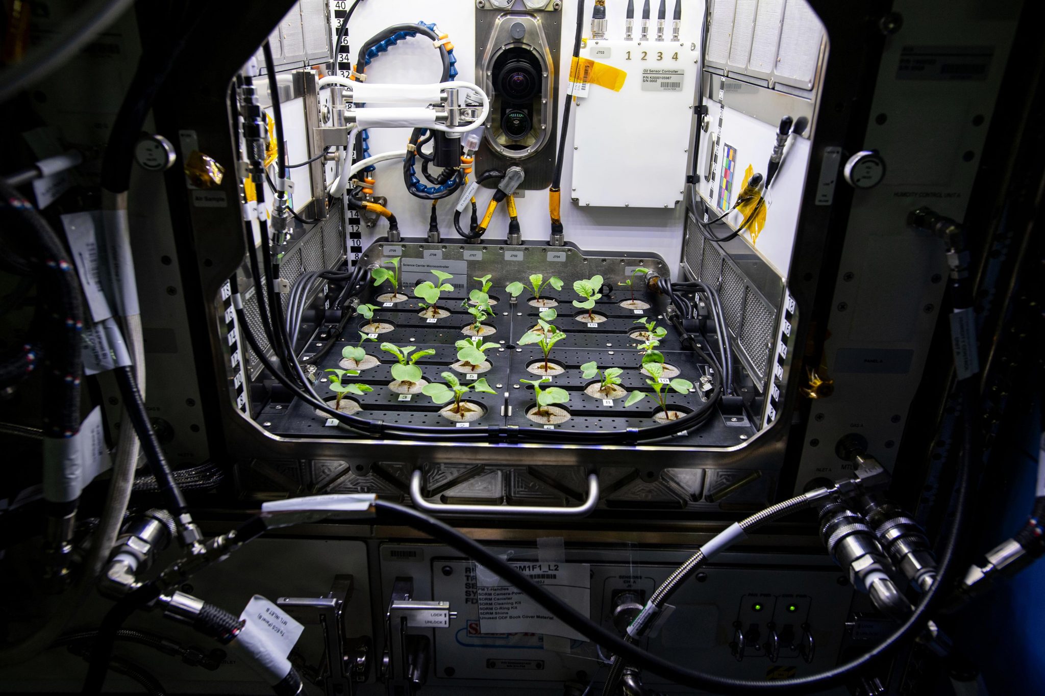 Astronauts Grow Radishes in Second Advanced Plant Habitat Experiment in ...