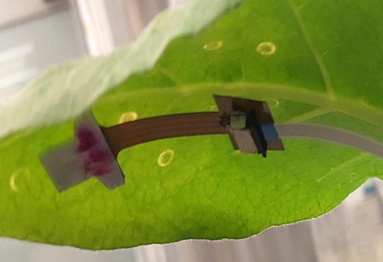 Wearable Sensor Detects Plant Stress Before It’s Visible