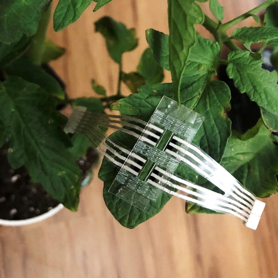 Plant Patch Enables Continuous Monitoring for Crop Stress and Diseases