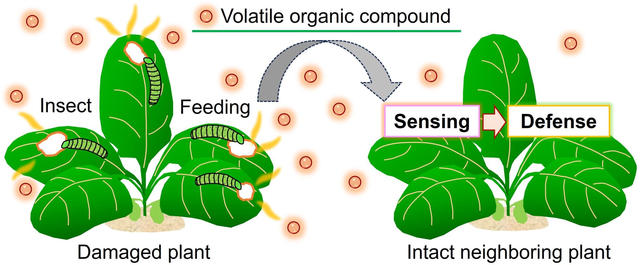 Nature’s Secret Code: How Plants “Talk” Through the Air