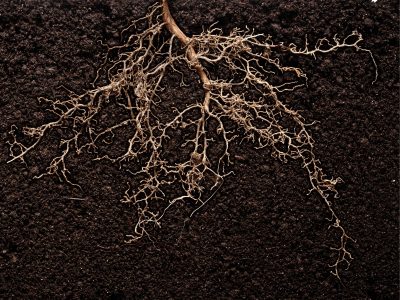 Supercharging Drought Resistance in Crops by Blocking Gene That ...