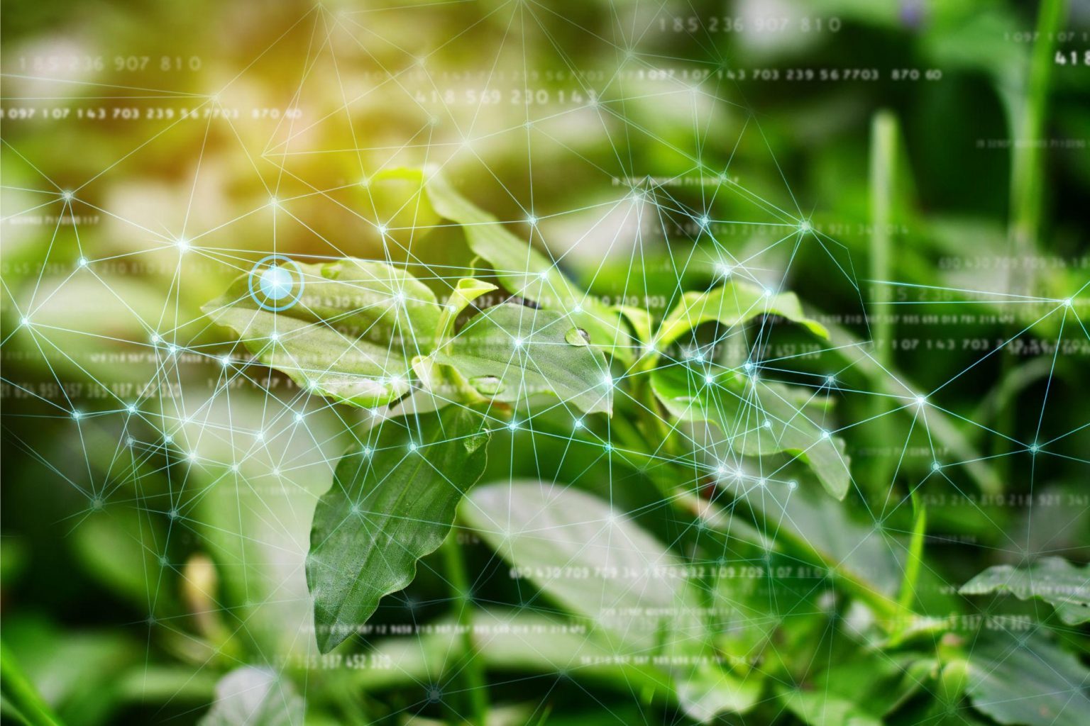 Tricking Pests With Sex Pheromones: New Engineered Plants Could Replace ...