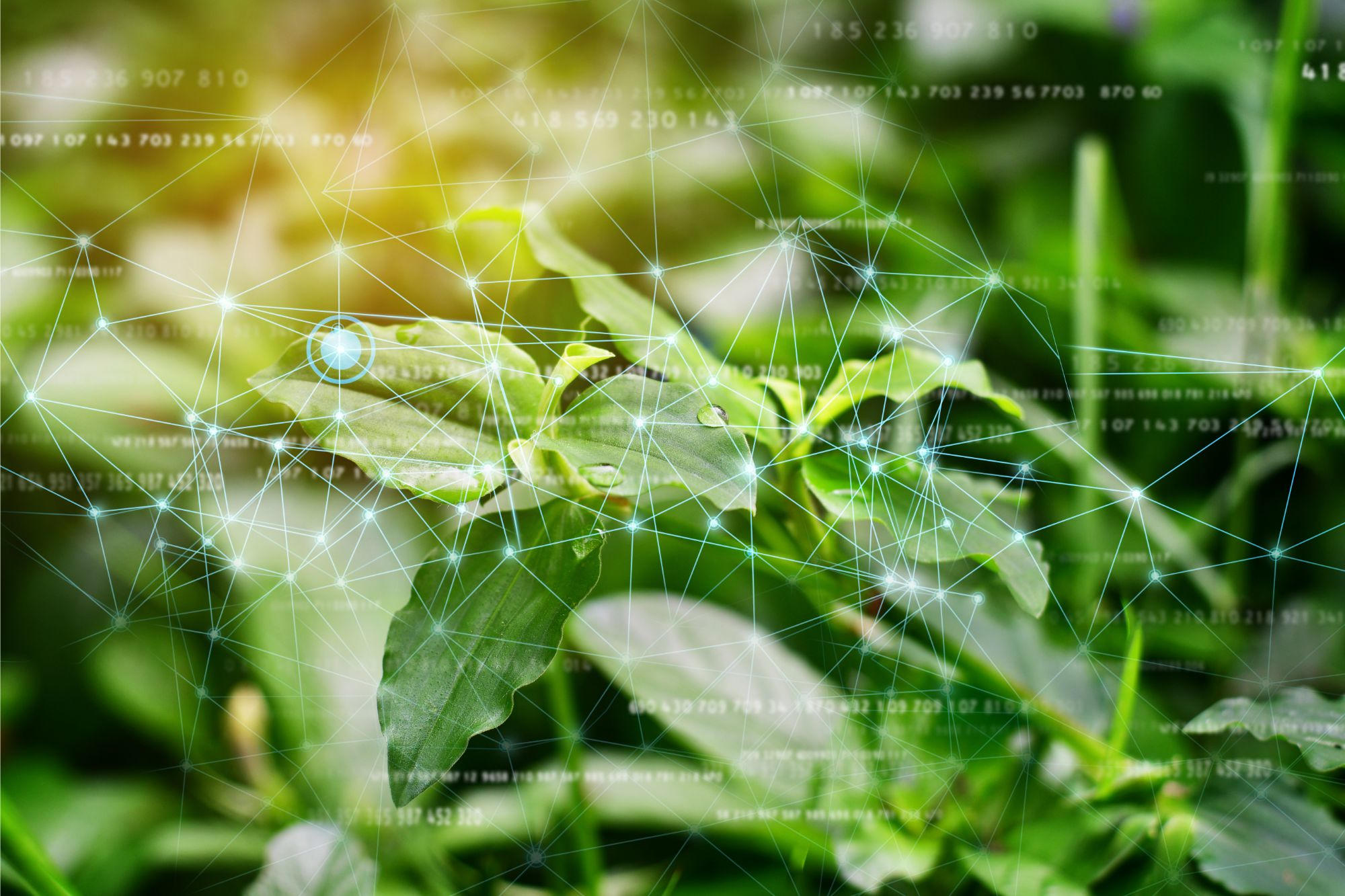 Tricking Pests With Sex Pheromones New Engineered Plants Could Replace