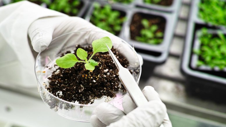 Plant Science News | SciTechDaily