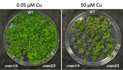 How the Architecture of the Cell Nucleus Can Change Gene Activity in Plants