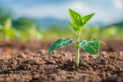Glowing Plants and Silk-Coated Seeds: How MIT Is Developing the Future ...
