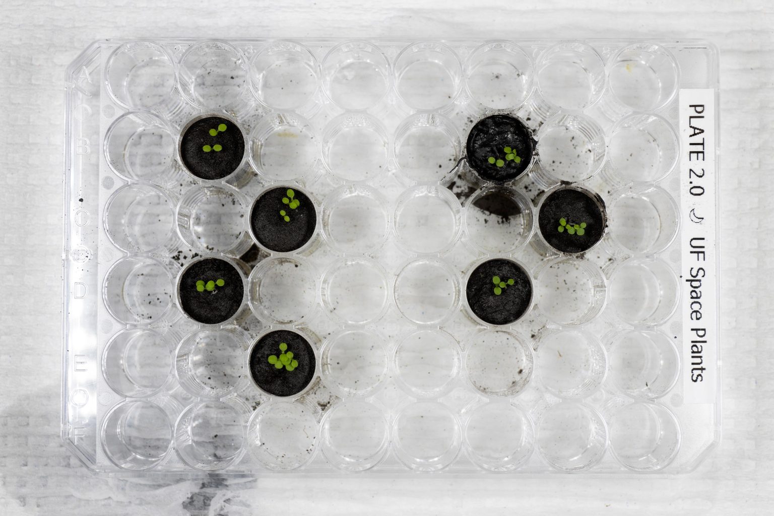 Scientists Grow Plants in Moon Soil – A First in Human History