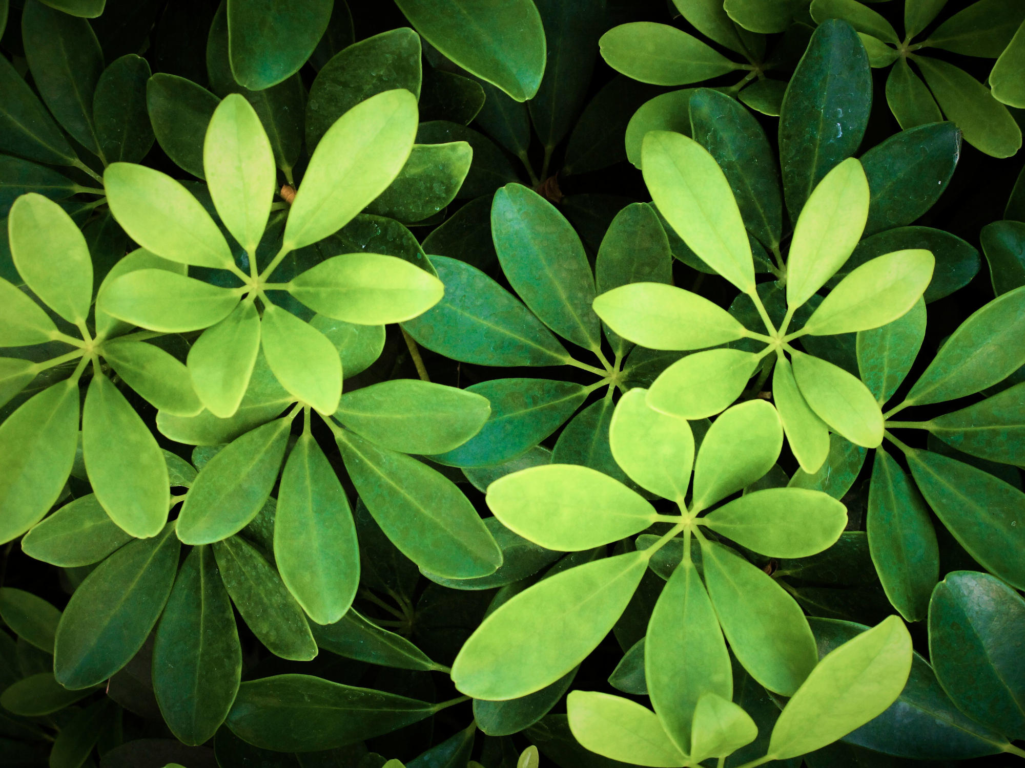 Life Mystery Solved: What Determines the Lifespan of a Tree Leaf?