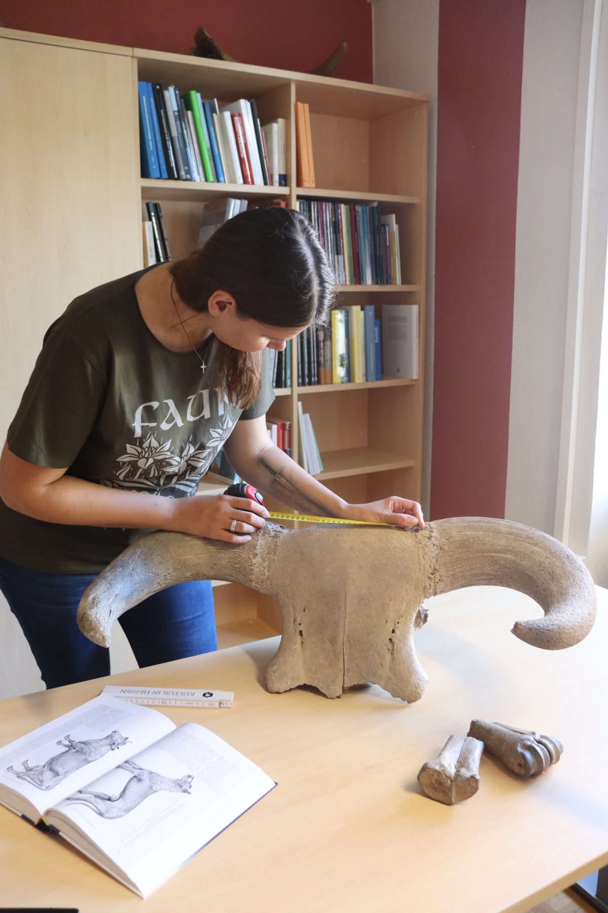 Ancient DNA Reveals Aurochs’ Wild Legacy in Modern Cattle