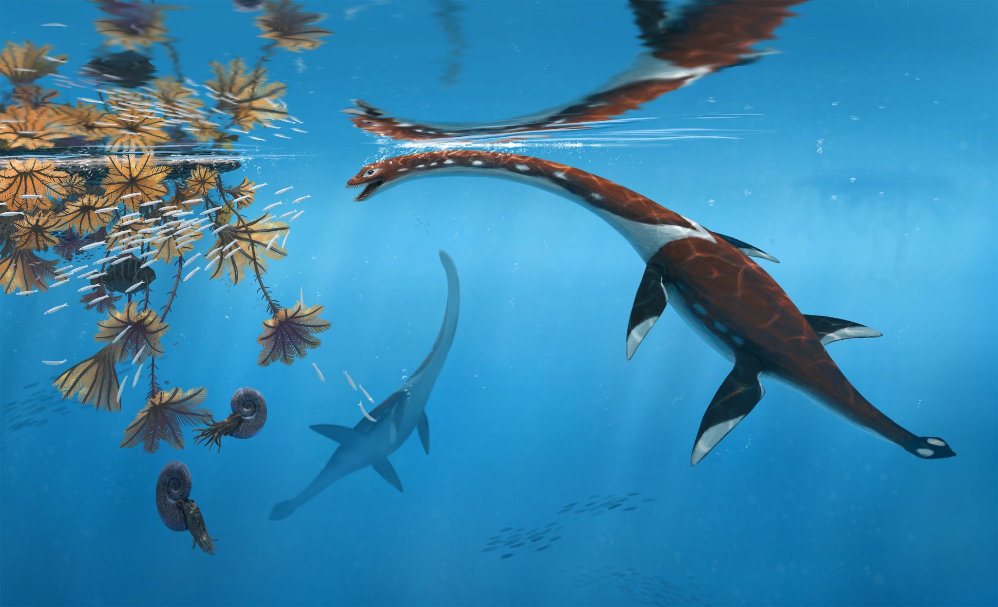 Forgotten Jurassic Fossil Reveals a Long-Necked Sea Monster Hidden for ...