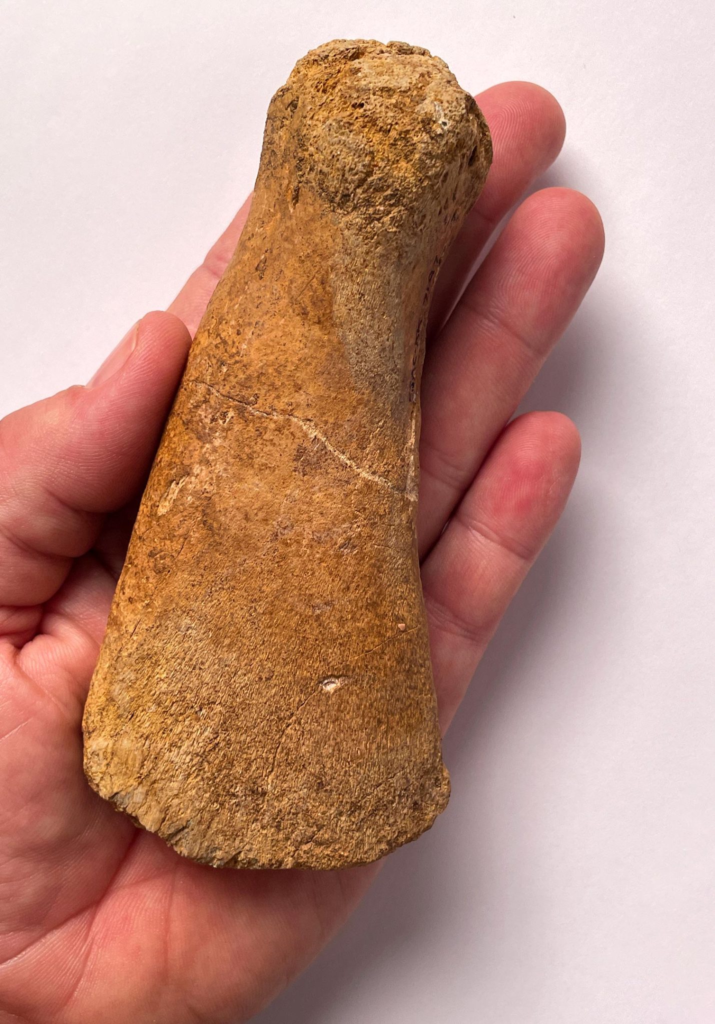 New Plesiosaur Fossil Discovery – What It Means for the Loch Ness Monster