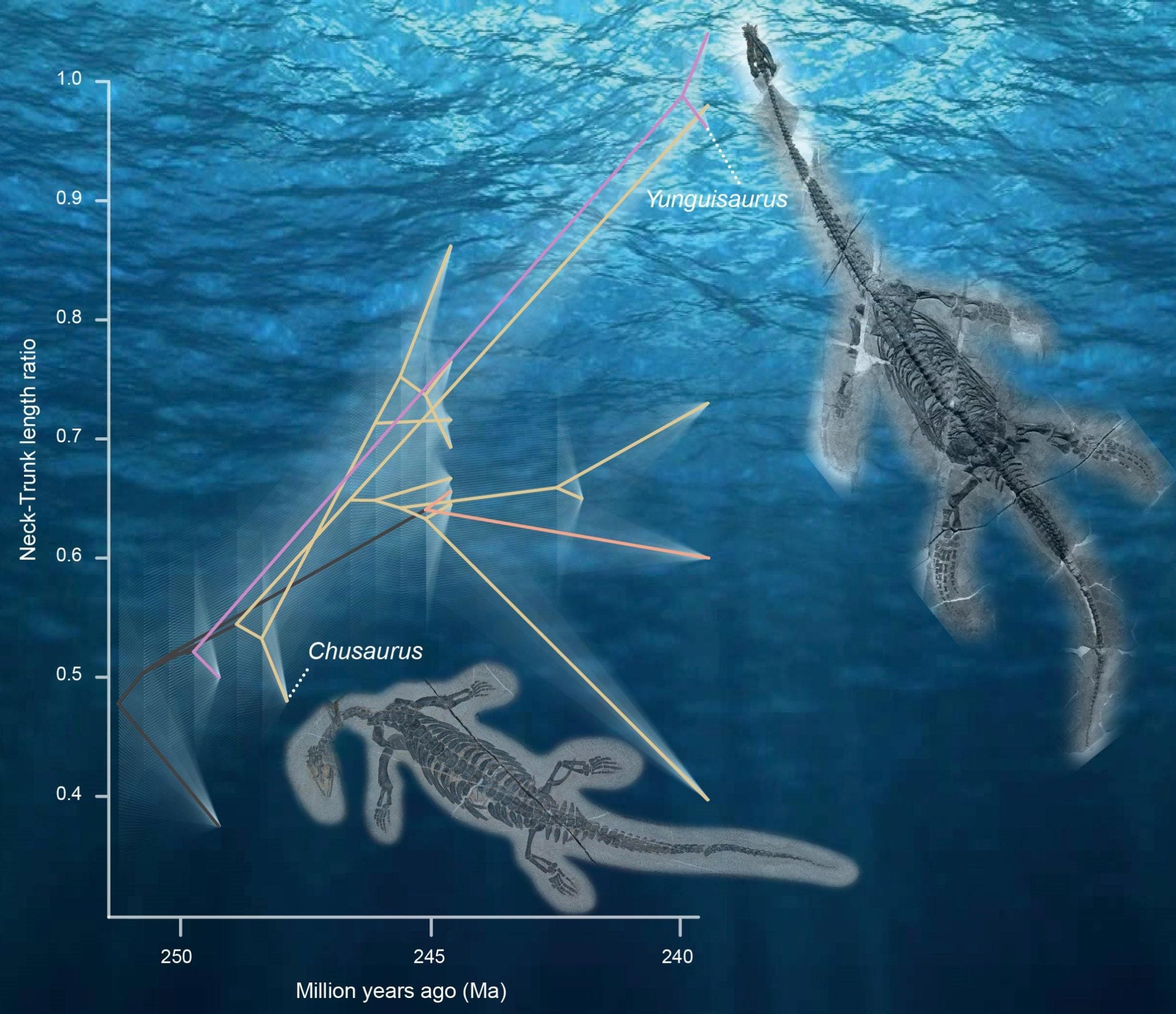 Evolution’s Whiplash: Plesiosaurs Doubled Their Neck-Length by Gaining ...
