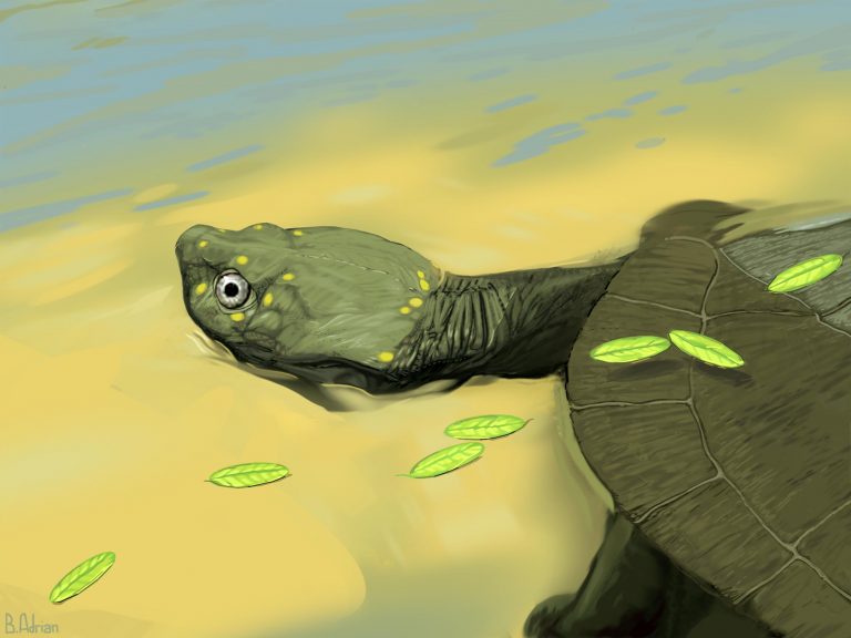 New Species of Ancient Turtle Discovered: 96 Million-Year-Old Fossil Is ...