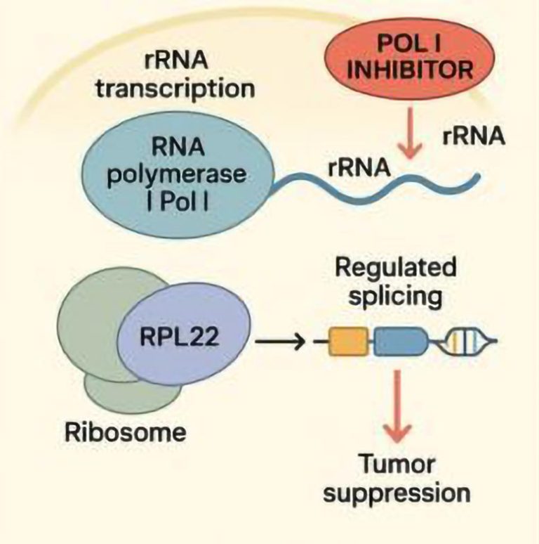 Johns Hopkins Researchers Uncover a New Way To Kill Cancer Cells