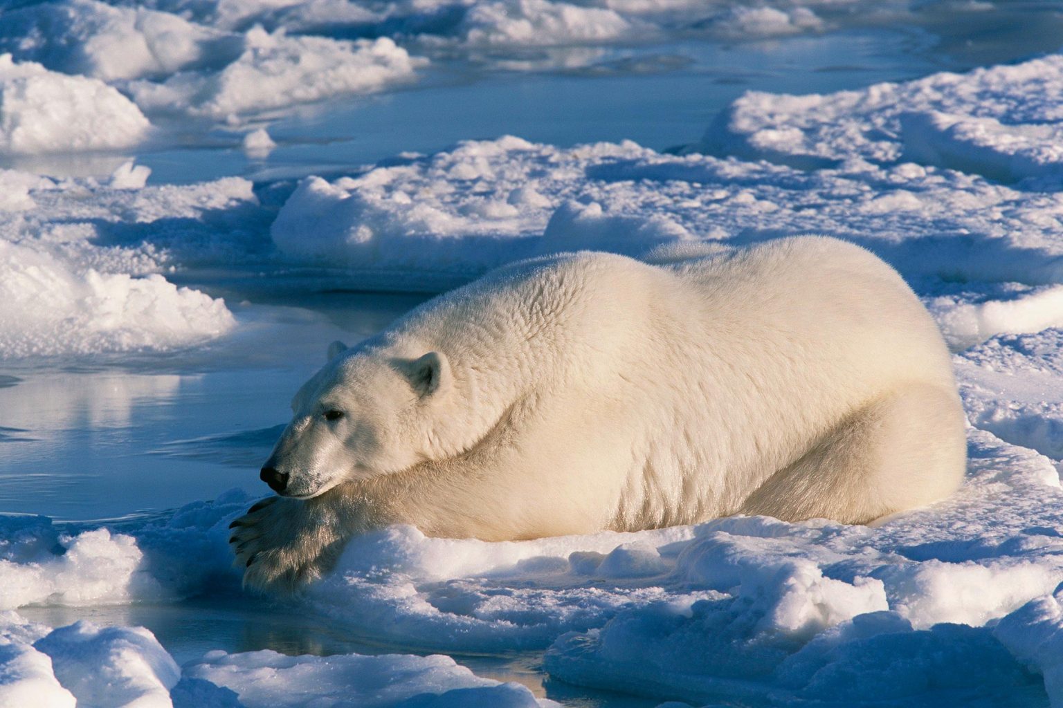 Polar Bears’ Slick Secret: How Greasy Fur Defies the Arctic Freeze