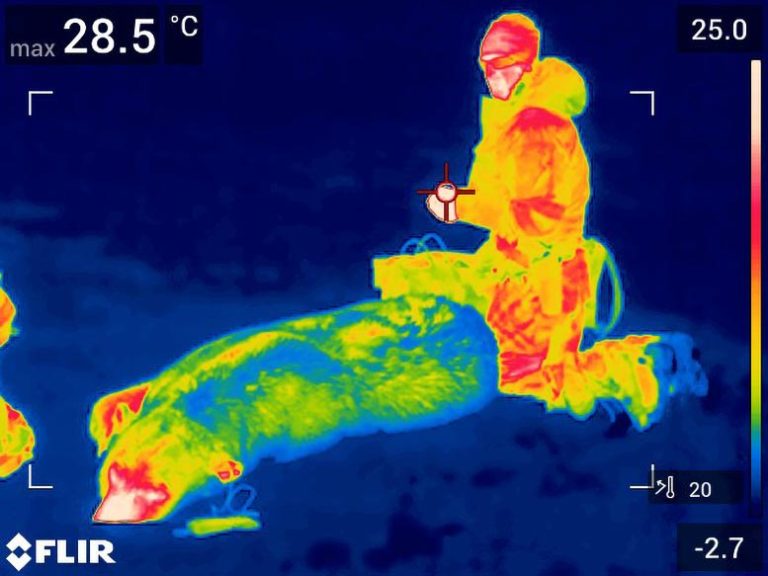 Polar Bears’ Slick Secret: How Greasy Fur Defies the Arctic Freeze