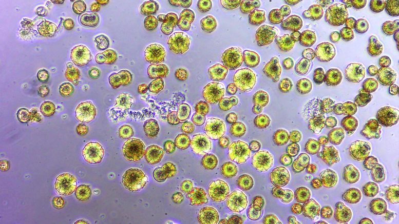 ‘Bee’ Thankful for the Evolution of Pollen – Discovery Made With Highly ...