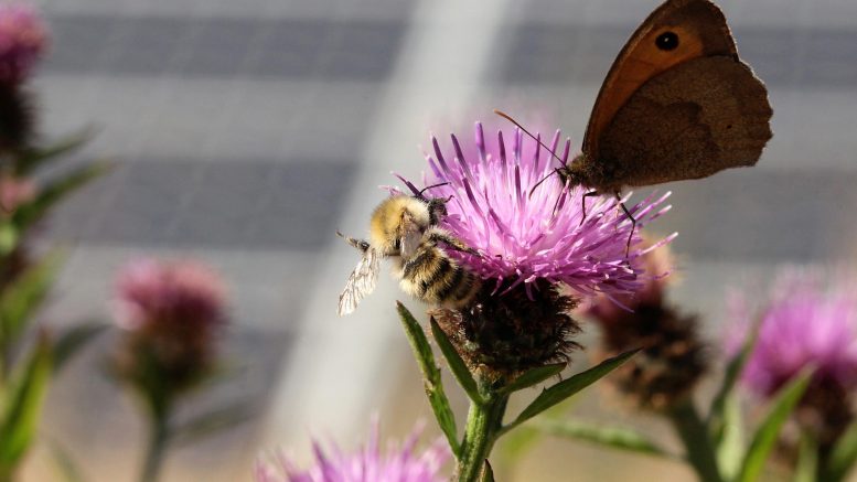 Solar Energy and Pollinator Conservation: A Win-Win Combination With ...