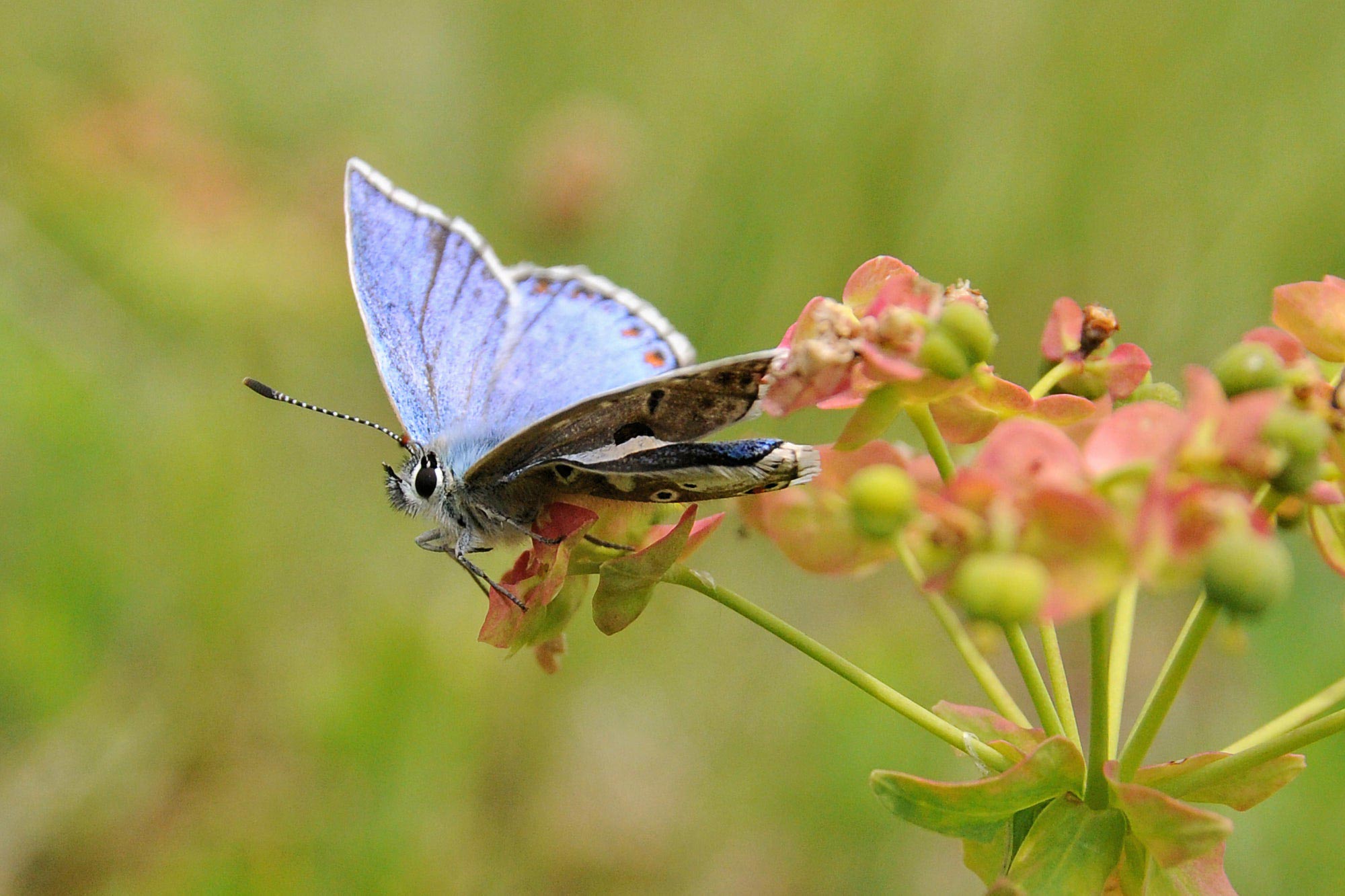 Flying Toward Extinction: Yale Study Warns of Devastating Reverse ...