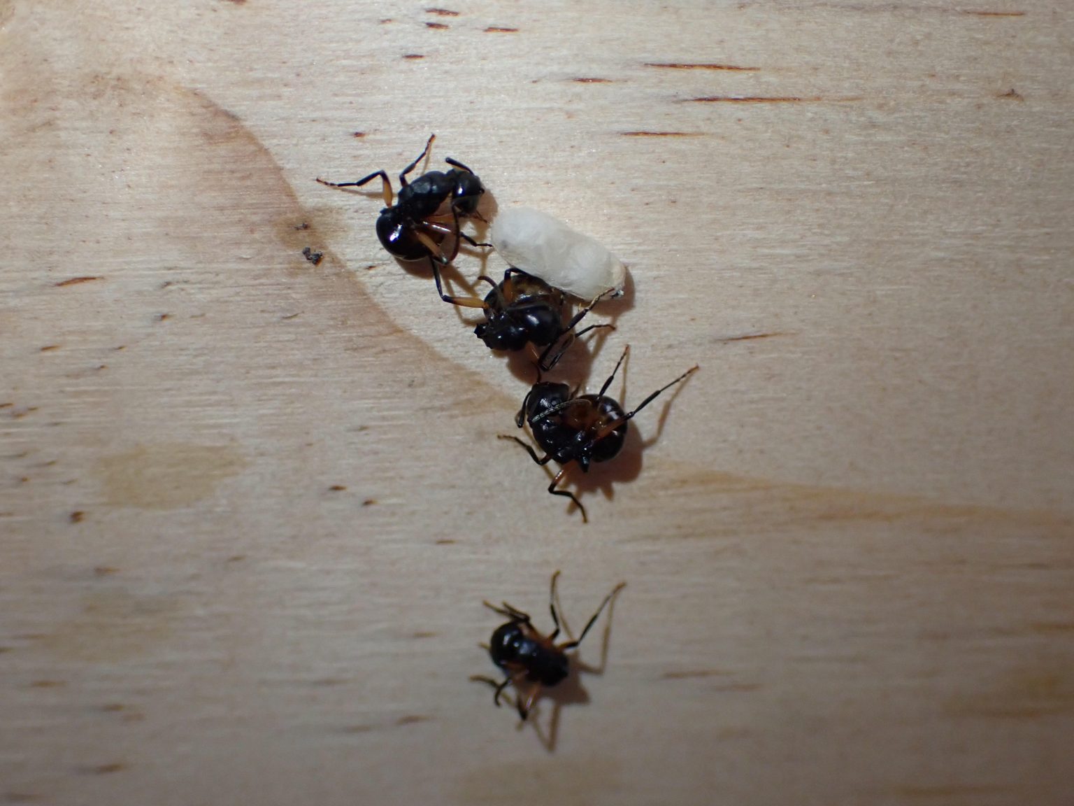 Dead or Alive? Kangaroo Island Ants Display Never-Seen-Before Behavior