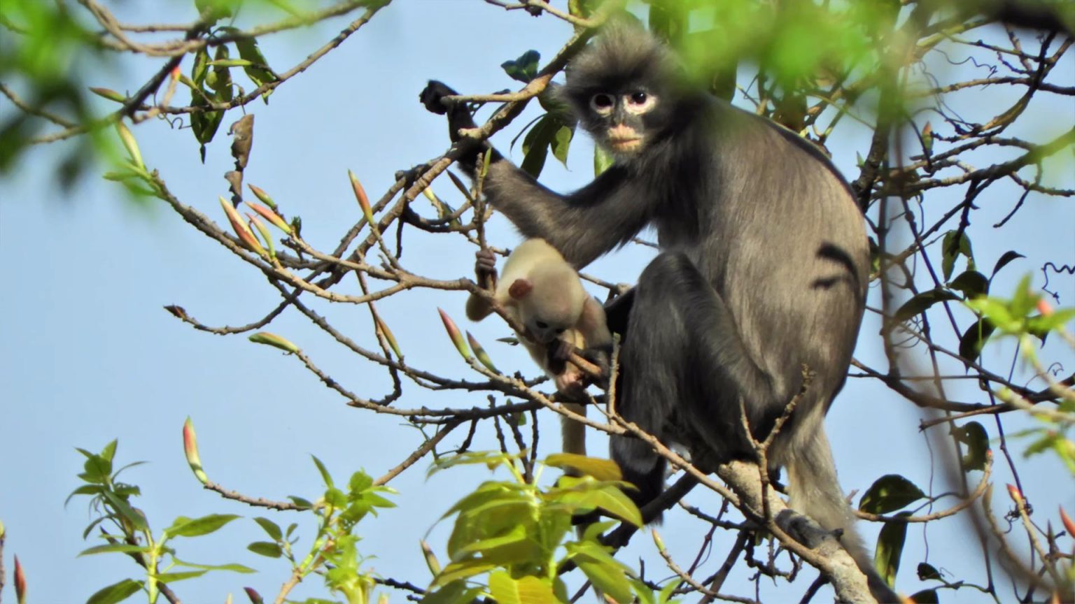 See the New Primate Species – Popa Langur – Discovered in Myanmar