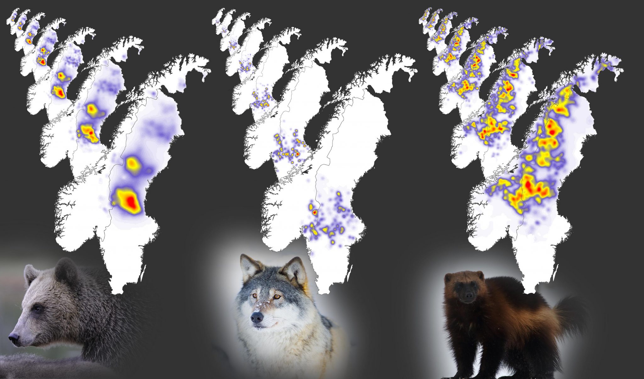 Where the Wild Things Are: Scientists Map and Forecast Apex Predator ...