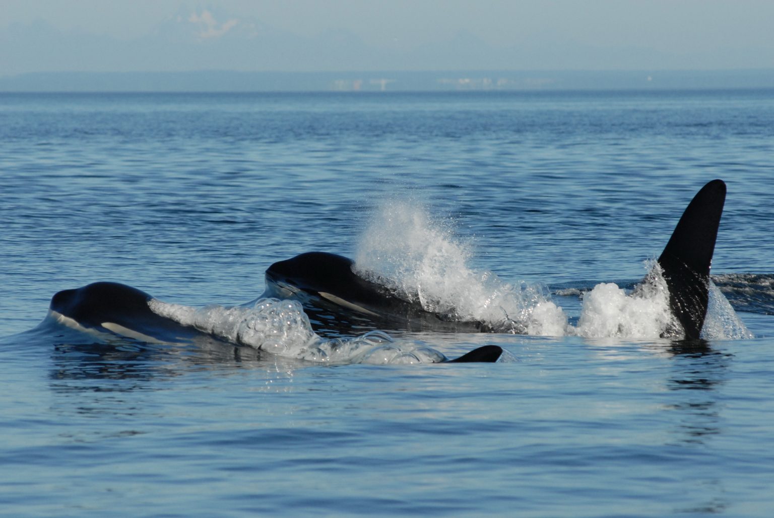 Certain Female Whales Can Live up to 40 Years Longer – Scientists Have ...