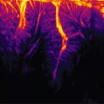 Mind Control Breakthrough: Caltech’s Pioneering Ultrasound Brain ...