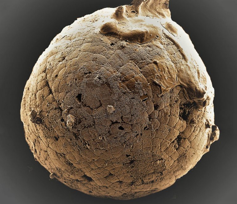 Answers on When and How the First Animals Appeared From 500 Million ...