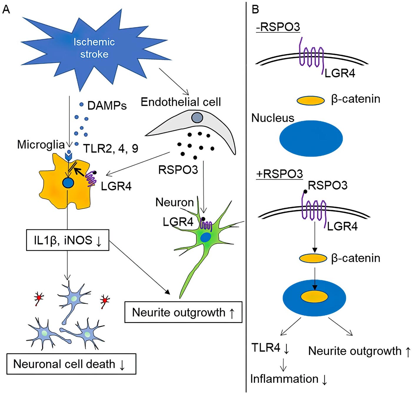 Novel Proteins Offer Hope for Improved Stroke Recovery